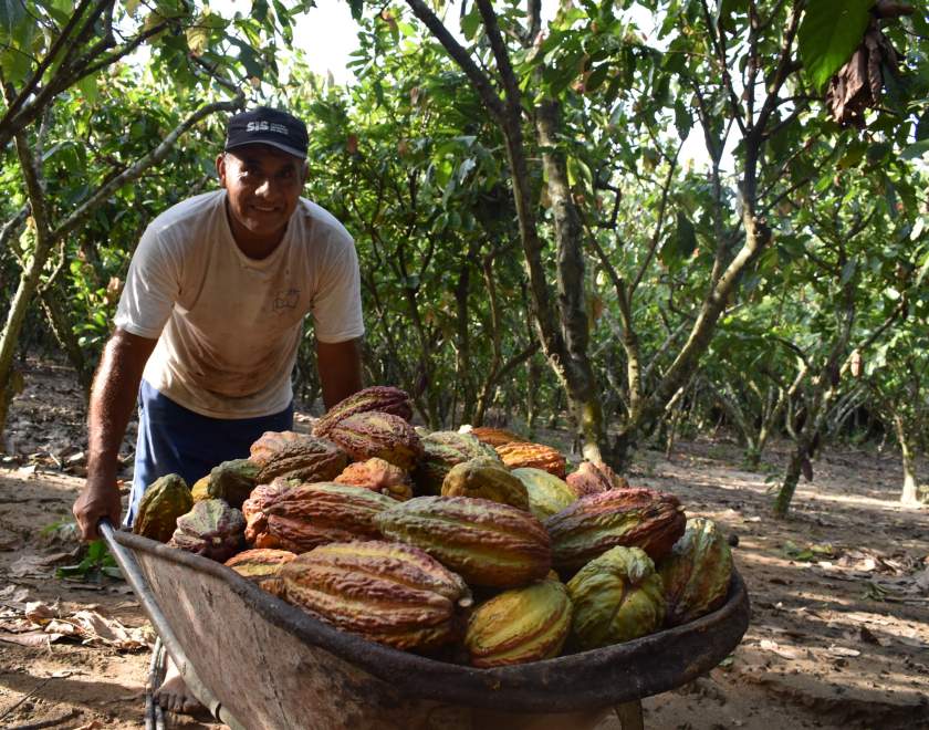 Resources – World Cocoa Foundation