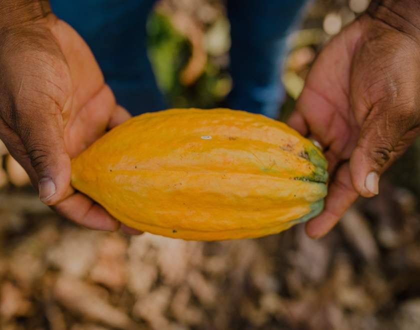 Resources – World Cocoa Foundation