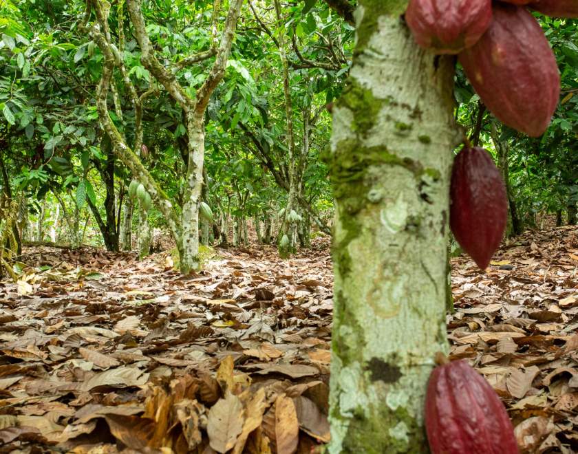 Resources – World Cocoa Foundation