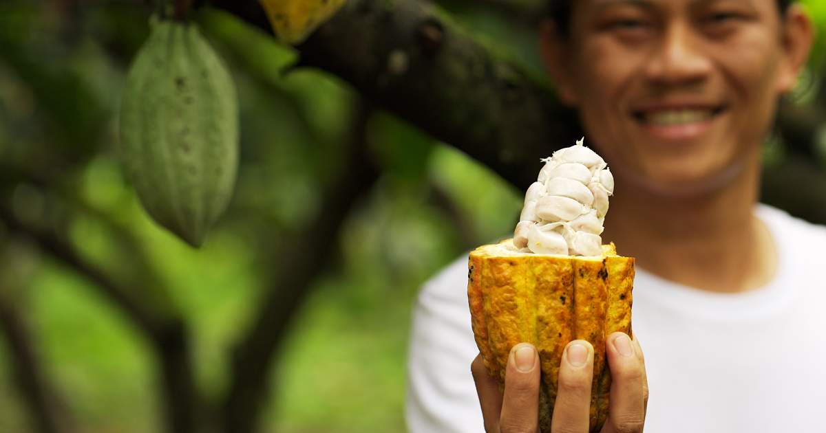 World Cocoa Foundation Unveils 2026 Amsterdam Partnership Meeting ...