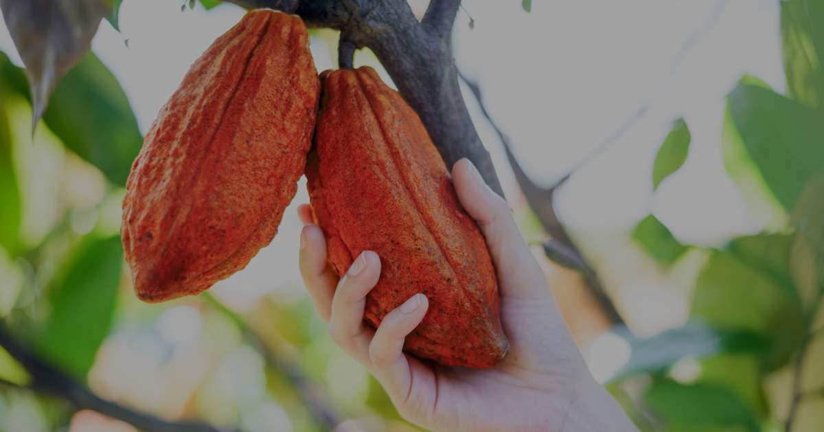 Securing Cocoa’s Future in a Changing World – Meetings – World Cocoa ...