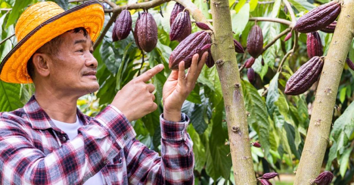 Towards a Global Standard for Deforestation Risk Assessment in Cocoa ...