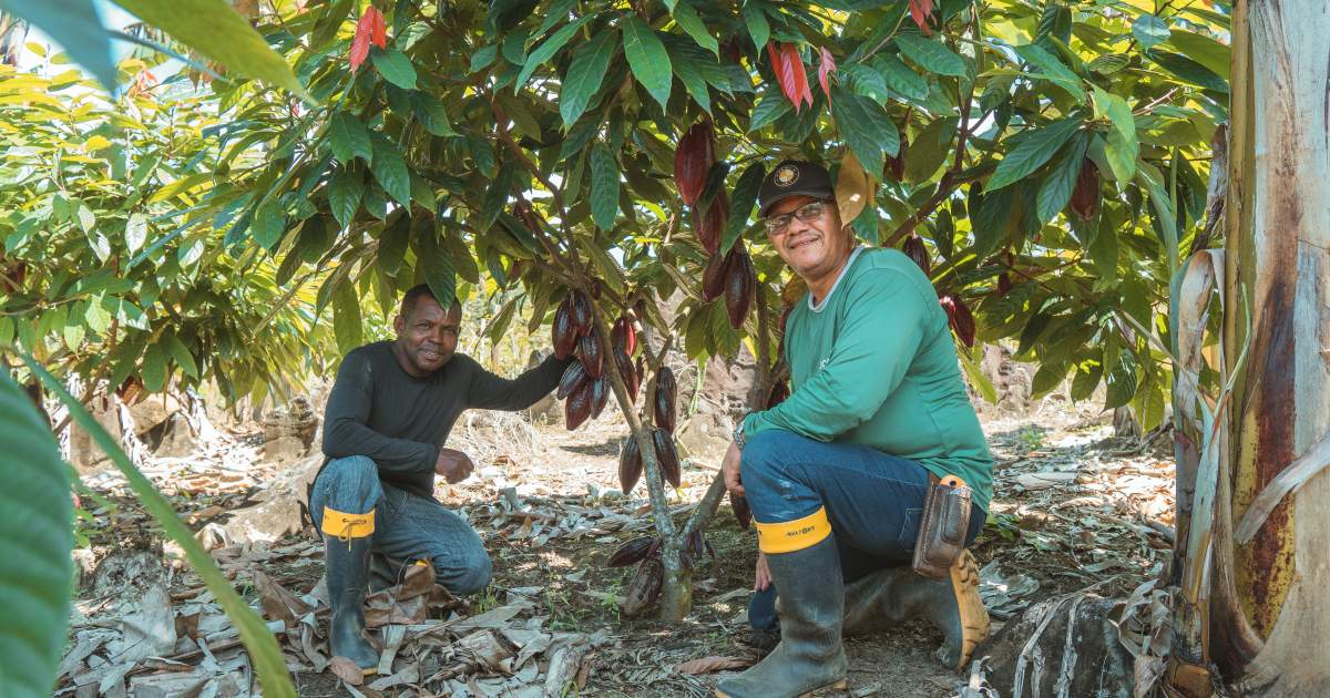 In Brazil, a wave of fresh ideas is paving the way for a cocoa comeback ...