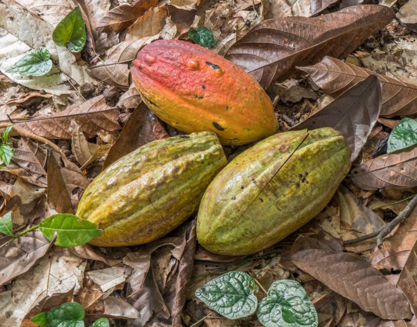 Resources – World Cocoa Foundation