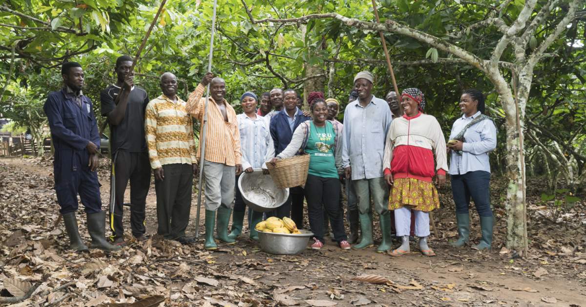 Fairtrade’s New Cocoa Standard: Striking a balance between robust ...