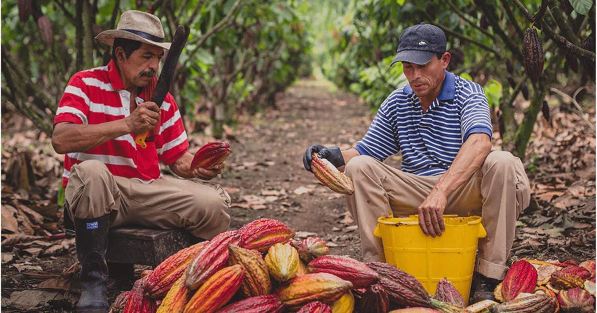 Cacao sostenible: una alternativa para la Amazonía Colombiana ...