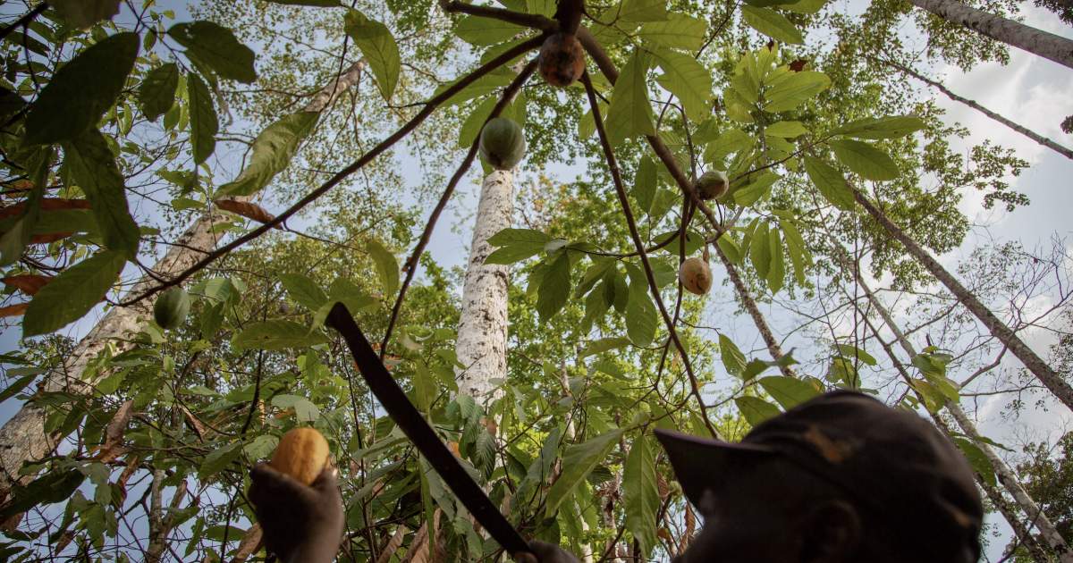 Introducing Cocoa & Forests Initiative 2.0 – Resources – World Cocoa ...