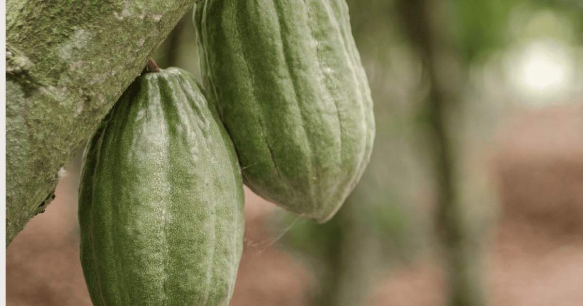 Cocoa & Forests Initiative (CFI) Reports Progress Towards Ending Deforestation Through ...