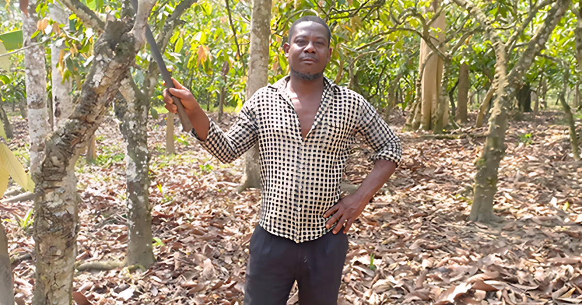 How Agroforestry is Helping Farmers Like Ibrahim Restore Forests and ...