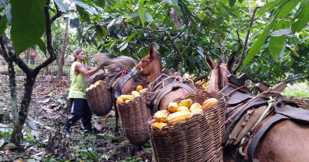 The Promise of Sustainable Brazilian Cocoa – Resources – World Cocoa ...