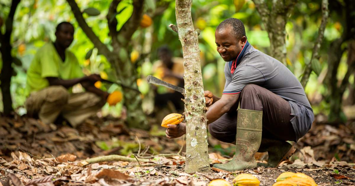 Cocoa Leaders Unite to Embrace Innovation in the Face of Unprecedented ...