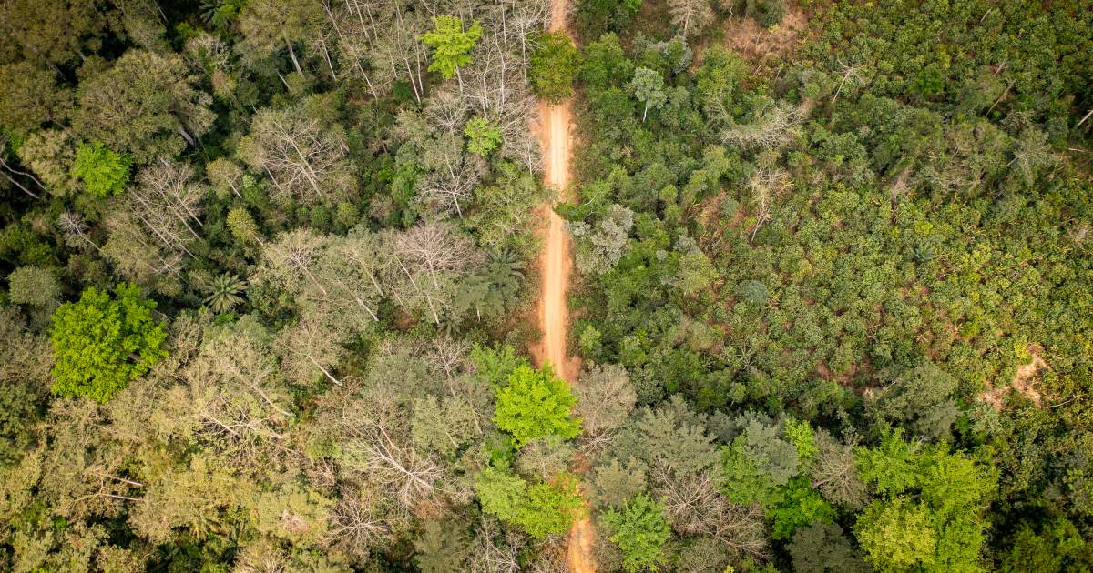 Cocoa & Forests Initiative Reports Record Progress in Ghana and Côte d ...